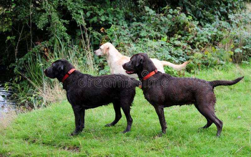 Three Labradors Picture. Image: 6317768