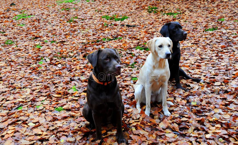 Three labradors stock photo. Image of sisters, autumn - 7071618