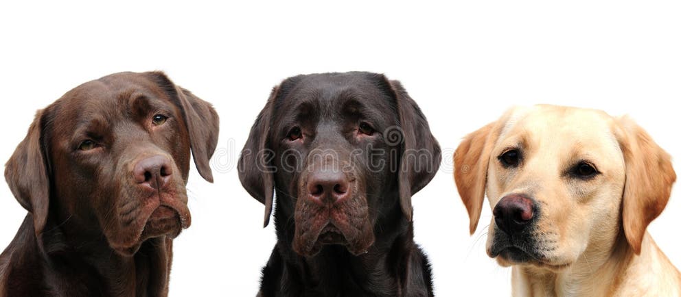 Three labradors stock photo. Image of adorable, brown - 8905398
