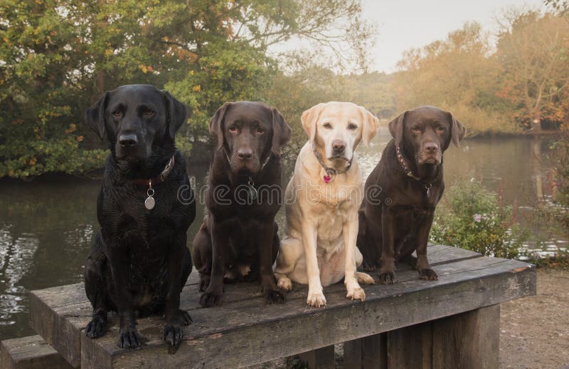 Three labradors stock image. Image of colours, golden - 79294103