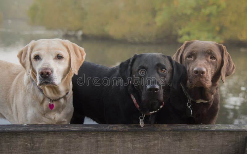 Three labradors stock image. Image of sitting, labrador - 79295657