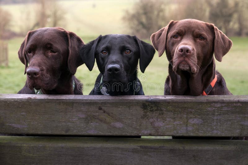 Labradors Sat Stock Photos - Free & Royalty-Free Stock Photos from ...
