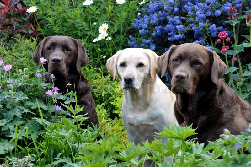 Three labradors stock photo. Image of pretty, plants - 31514596