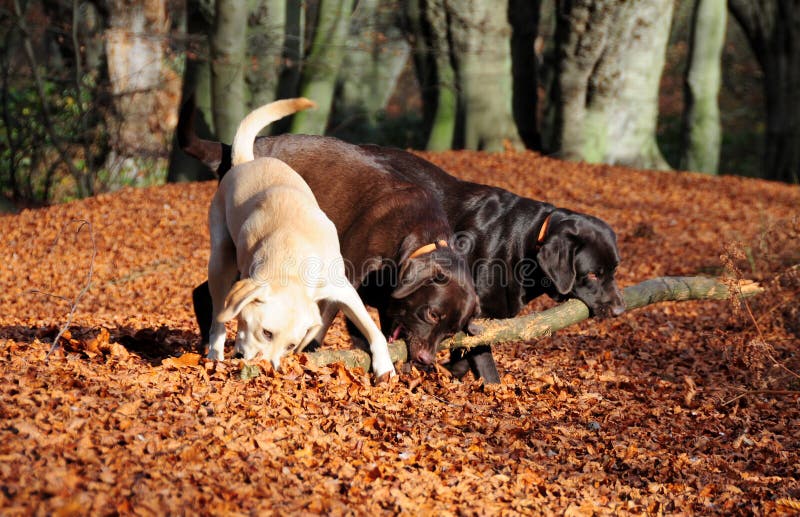 Three Labradors and One Stick Stock Photo - Image of yellow, gold: 7176184