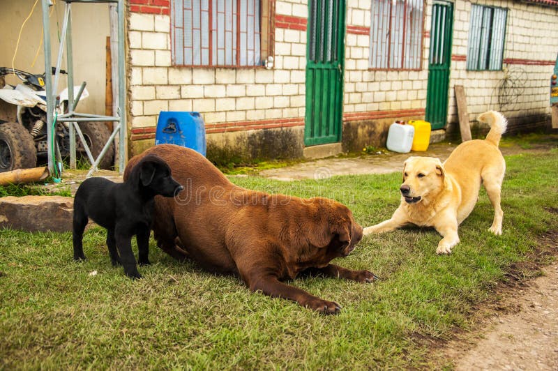 Three Labradors Playing stock photo. Image of hound, happy - 27520364