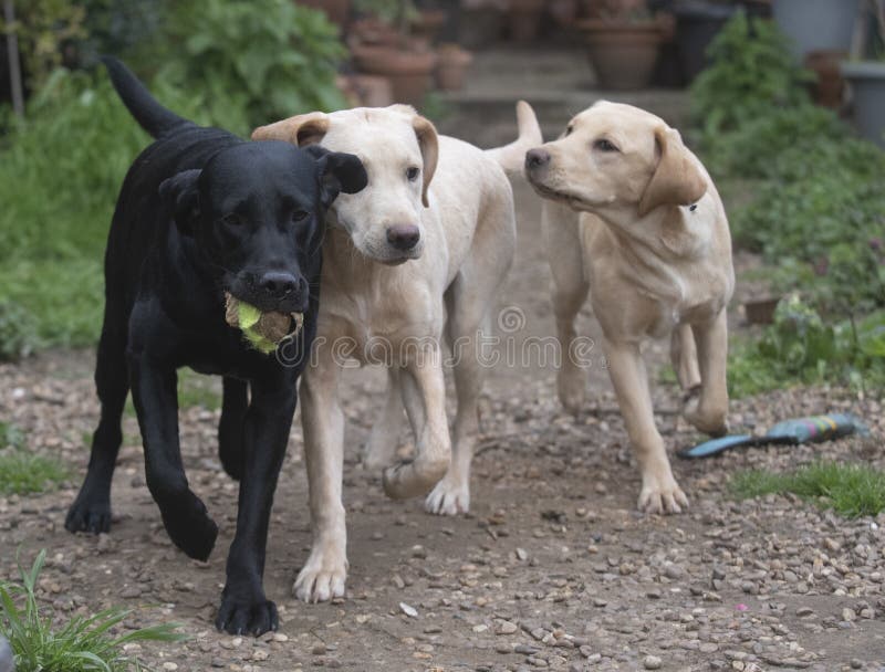 Three Labradors Playing in the Garden Stock Image - Image of three ...