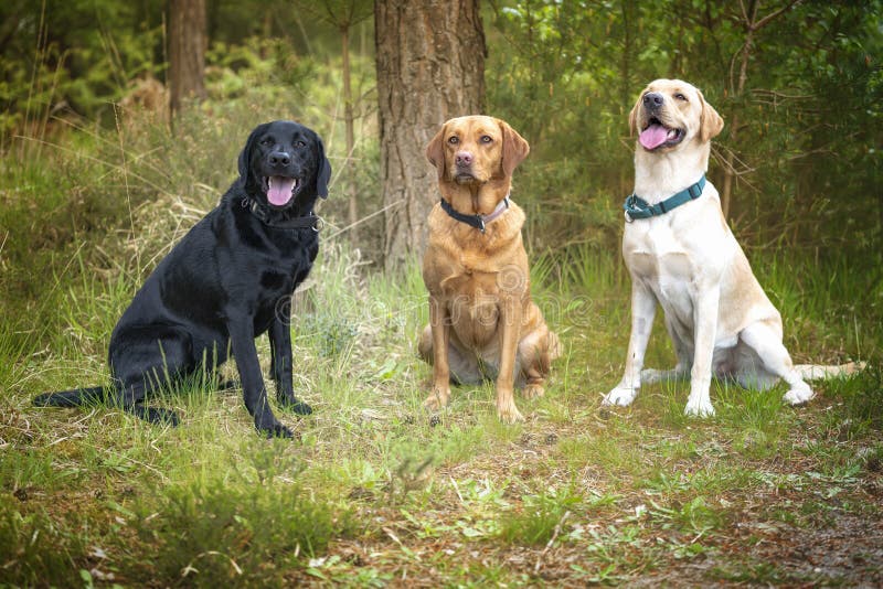 Three Labradors Posing in the Forest - One Blac - One Fox Red - One ...
