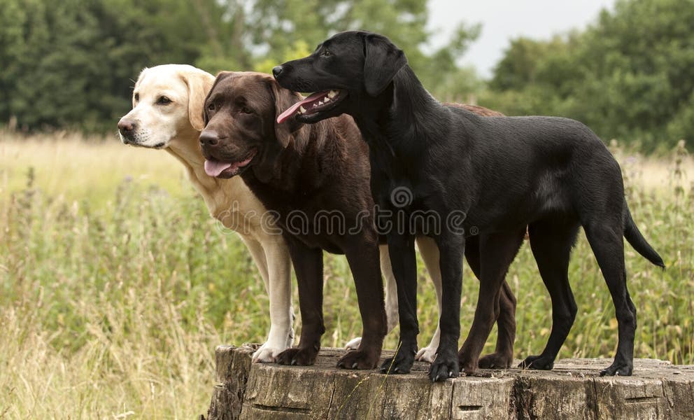 Three labradors stock image. Image of black, three, labrador - 42049215