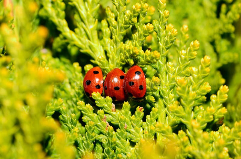 Three Ladybug Next To Each Other Stock Photo - Image of insects ...