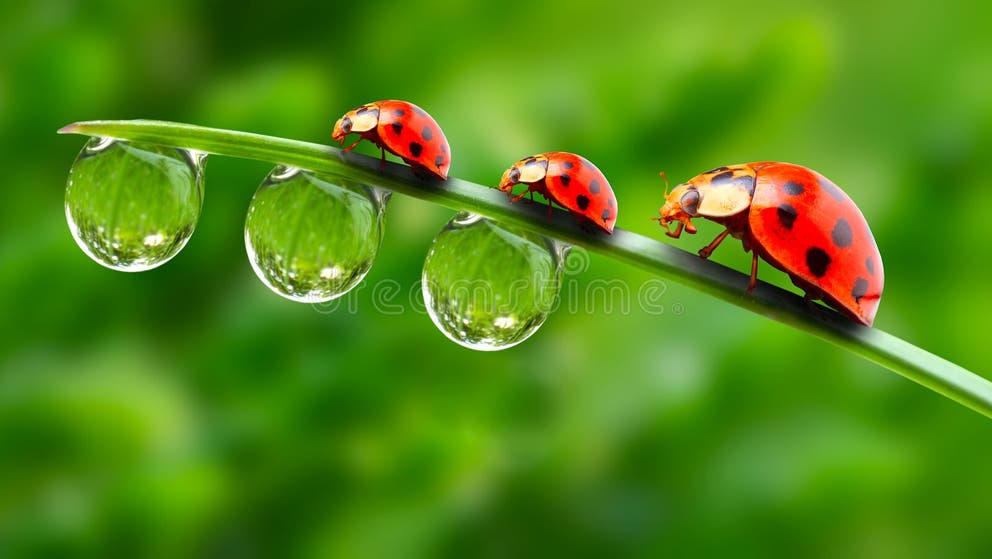 Three ladybugs. stock photo. Image of garden, grassland - 18353014