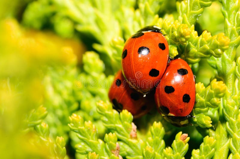 Three ladybugs. stock photo. Image of garden, grassland - 18353014