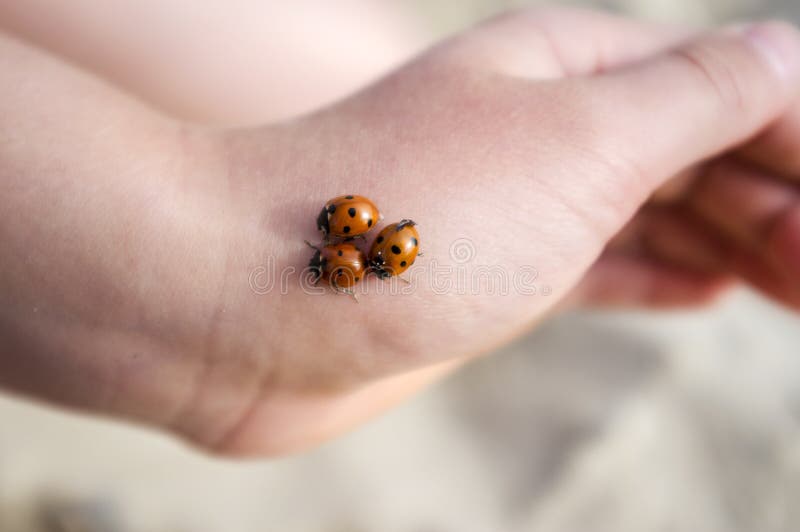 Three ladybugs on hand stock image. Image of ecology - 25777007