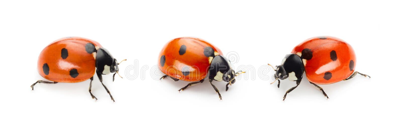 Ladybug stock photo. Image of environmental, animal, spring - 31680580