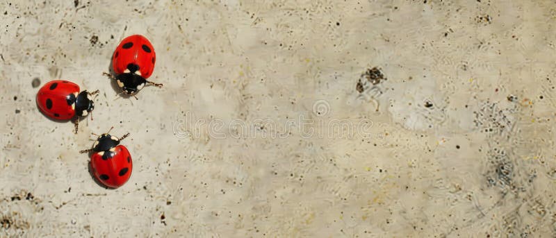 Three Ladybugs on a Light Brown Surface Stock Image - Image of right ...