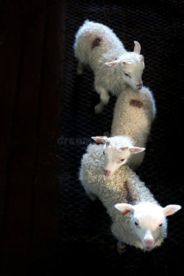Three Lambs in a barn. stock photo. Image of newly, white - 31152798