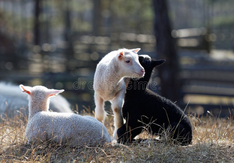 Three lambs enjoying life stock image. Image of mammal - 51503093