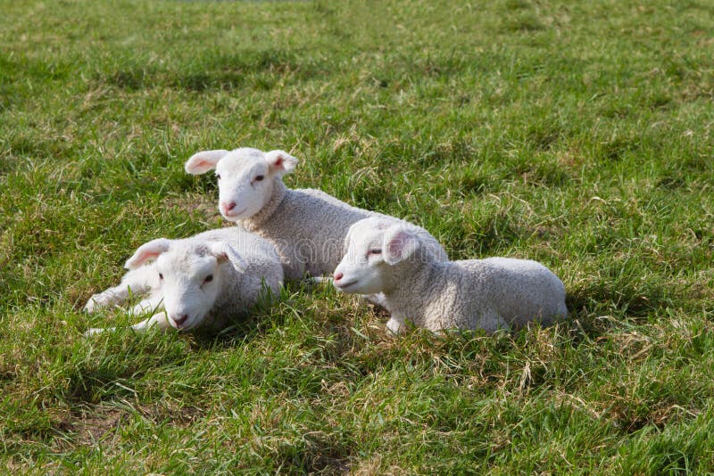 Three Lambs Resting In Grass Stock Photo - Image of flock, animals ...