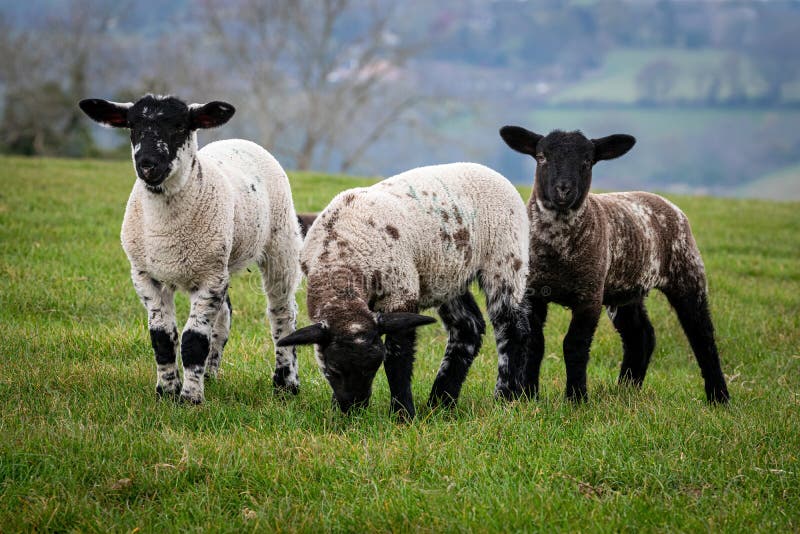 Three lambs in a meadow stock image. Image of little - 217708947