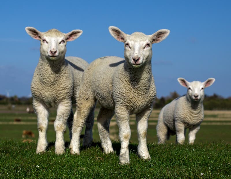 Three lambs in the pasture stock image. Image of wool - 246716701