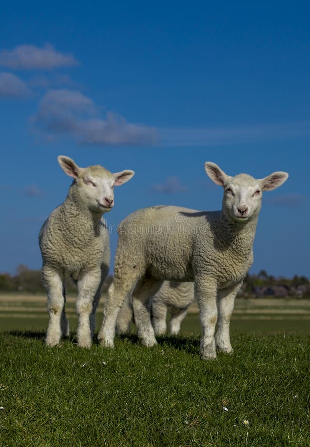 Three lambs in the pasture stock image. Image of young - 247097533