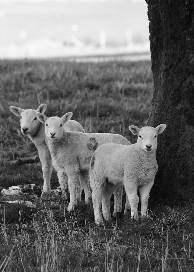 Three Lambs Standing Under a Tree Stock Photo - Image of stand ...