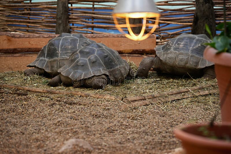 Three Land Turtles are Basking Under a Lamp in the Zoo Stock Photo ...