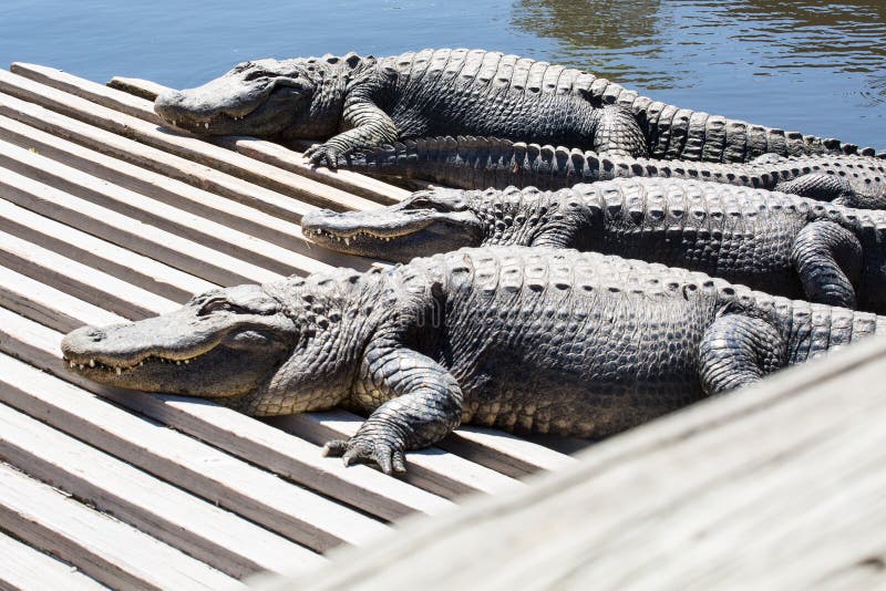 Full Grown Alligators Stock Photos - Free & Royalty-Free Stock Photos ...