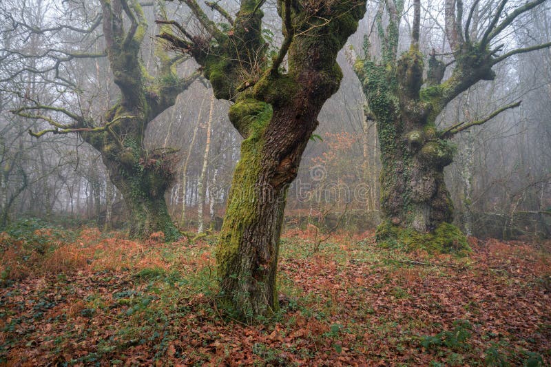 4,359 Oak Three Stock Photos - Free & Royalty-Free Stock Photos from ...