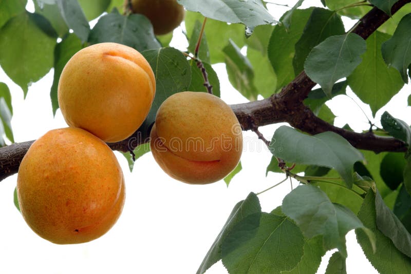 Three Large Apricot Fruits Ripened on a Tree Branch. Stock Image ...