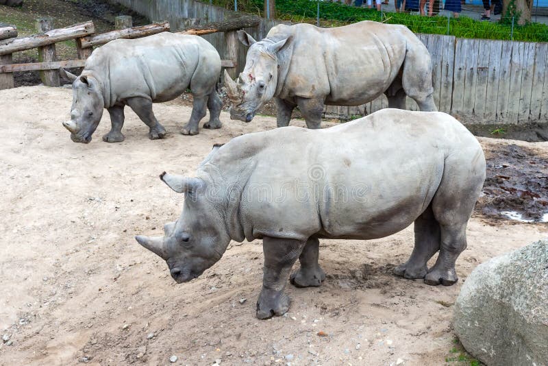 Three Large Beautiful Rhinoceros on a Walk. Stock Image - Image of ...