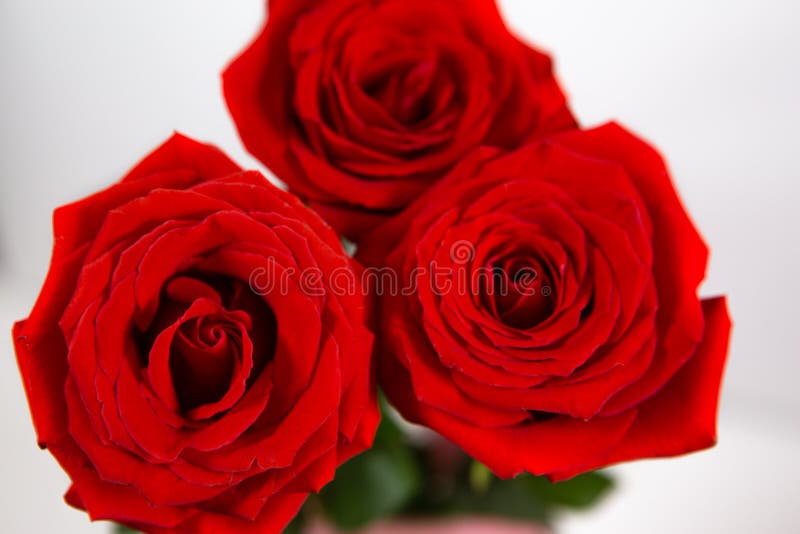 Three Large Beautiful Rose Flowers Isolated on a White Background Stock ...