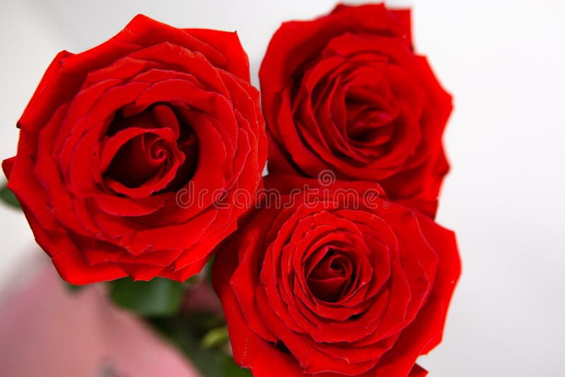 Three Large Beautiful Rose Flowers Isolated on a White Background Stock ...