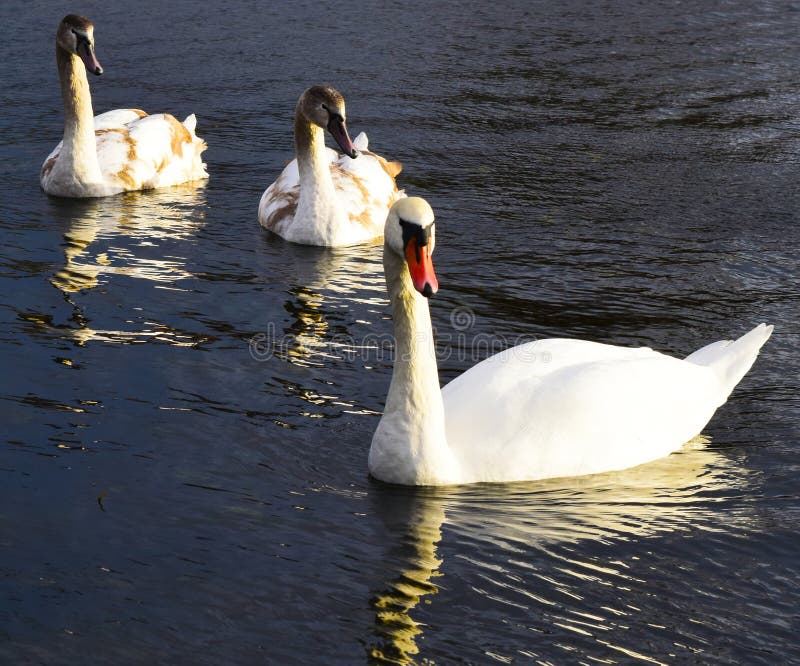 Three large beautiful Swan stock image. Image of swans - 75729303