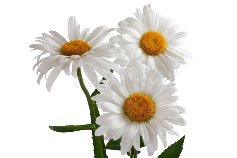 Three large white daisies stock image. Image of grow - 35201905