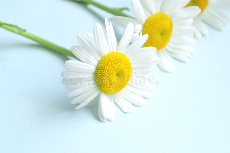 Three Large Daisies on a Blue Background. Big Beautiful Daisies on the ...