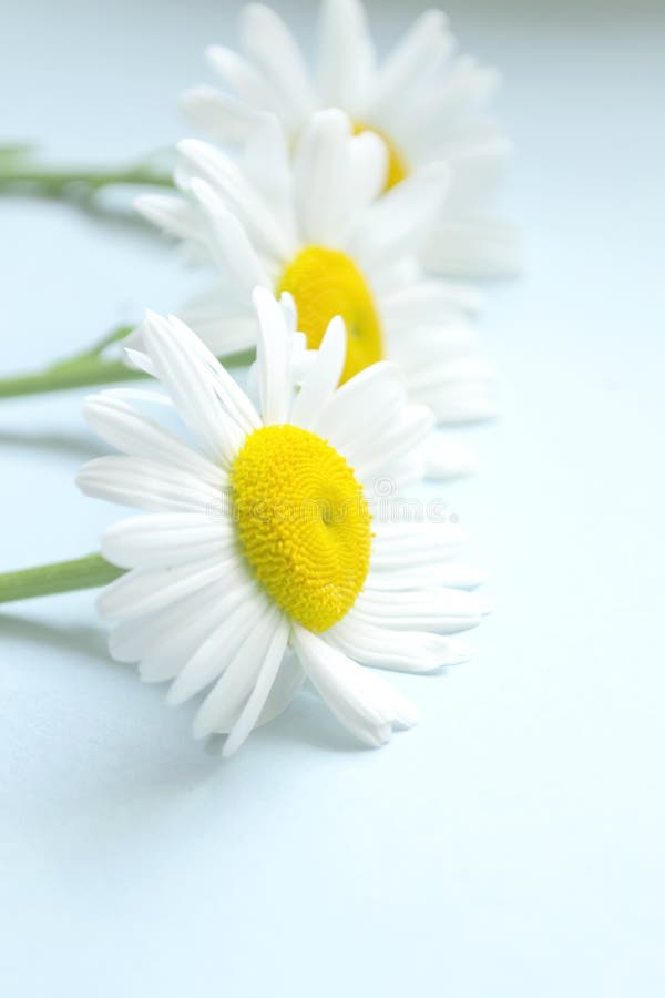 Three Large Daisies on a Blue Background. Big Beautiful Daisies on the ...