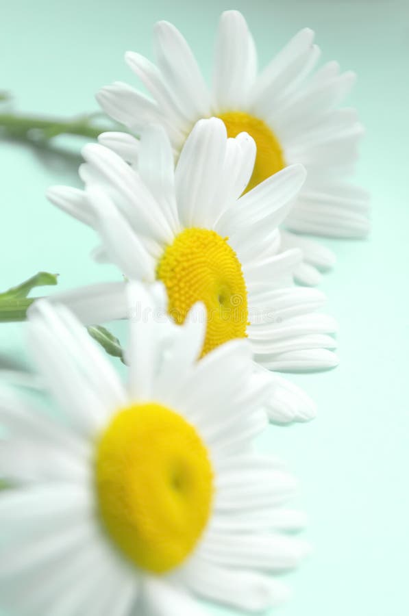Three Large Daisies on a Blue Background. Big Beautiful Daisies on the ...