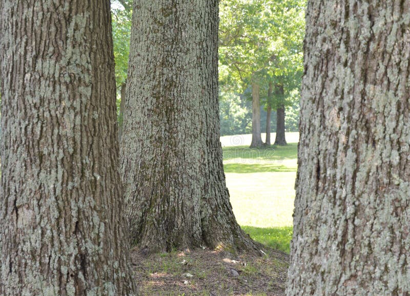 Three Large Mossy Tree Trunks in Front of a Path Stock Photo - Image of ...
