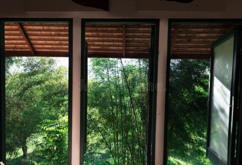 Bamboo Tree Tunnel & Walkway Pathway Road Stock Photo - Image of park ...