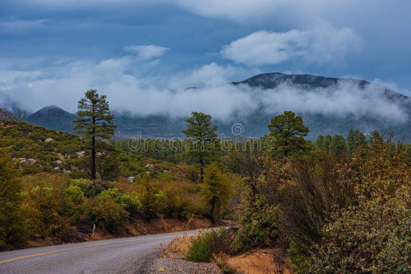 Three Large Pine Trees on Desert Prairie with Black Top Highway in ...