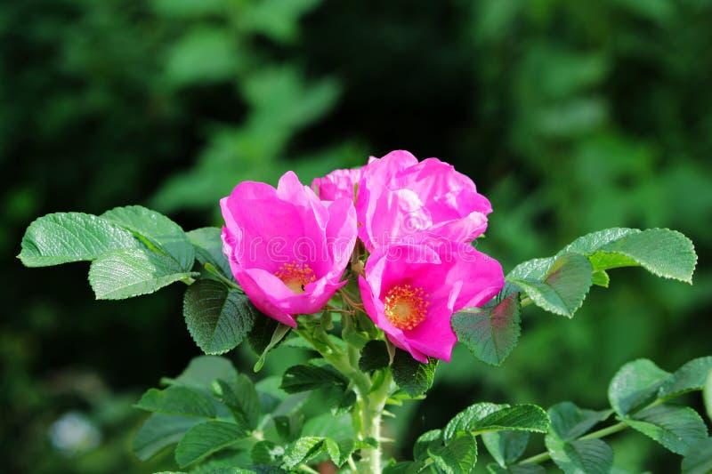 Three Large Pink Rose Hips Dogrose in Summer. Stock Photo - Image of ...