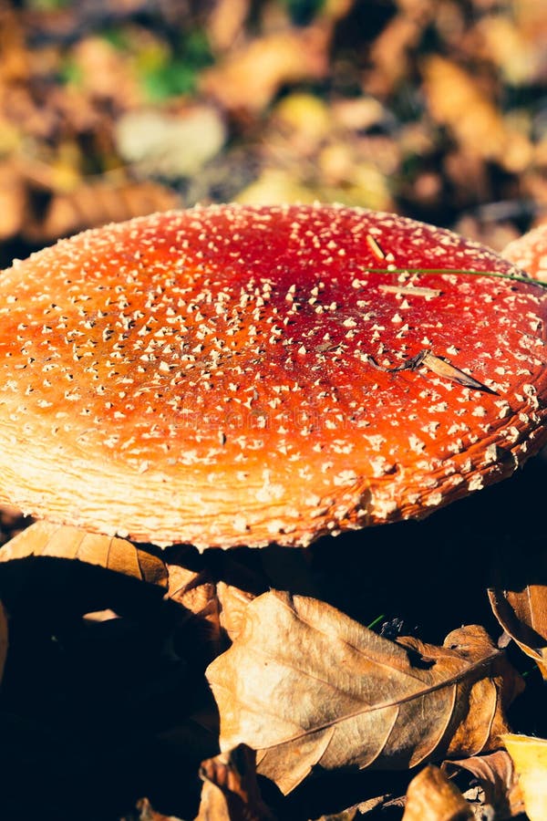 Three Large Red Orange Mushrooms among the Fallen Autumn Leaves Stock ...