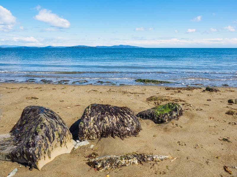 Three Large Rocks Covered in Seaweed on Sandy Ocean Beach Stock Image ...