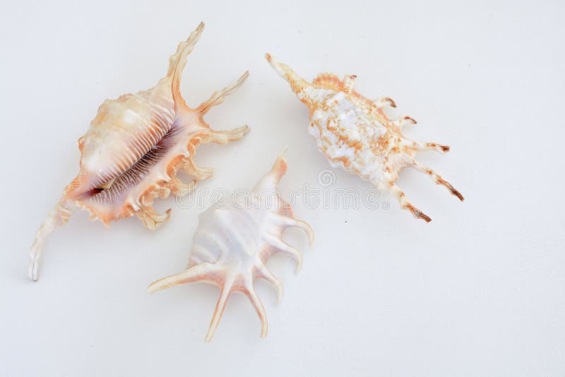 Three large seashells stock image. Image of water, horse - 76030599