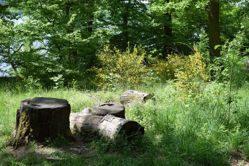 Tree Stumps Lush Green Forest Dense Foliage Stock Photos - Free ...