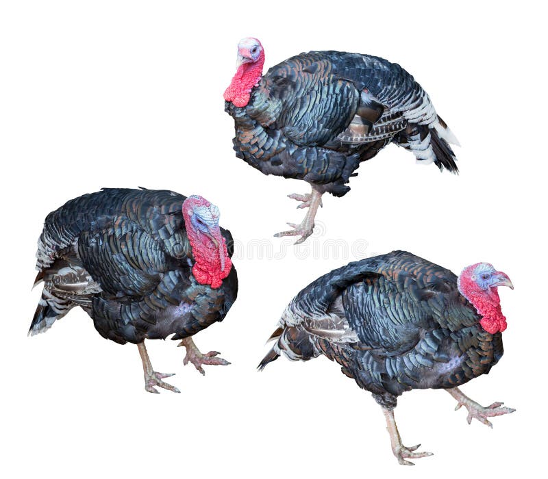 Three Large Turkeys Isolated on White Stock Photo - Image of turkey ...