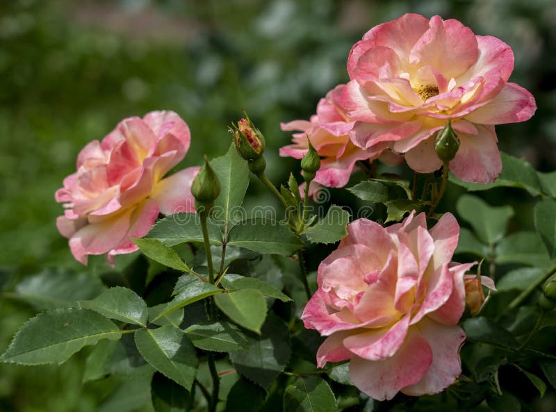 Three Large Unfolded Rose Flowers of a Soft Pink Color on the Rose ...