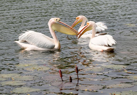 Three large white Pelican stock photo. Image of flying - 25800054