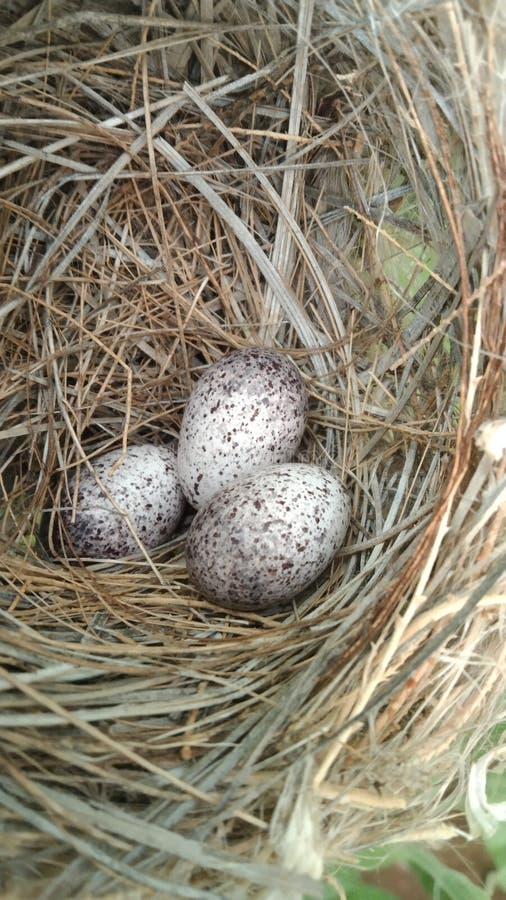 Three Lark Birds Egg in a Nest Stock Image - Image of plant, nature ...