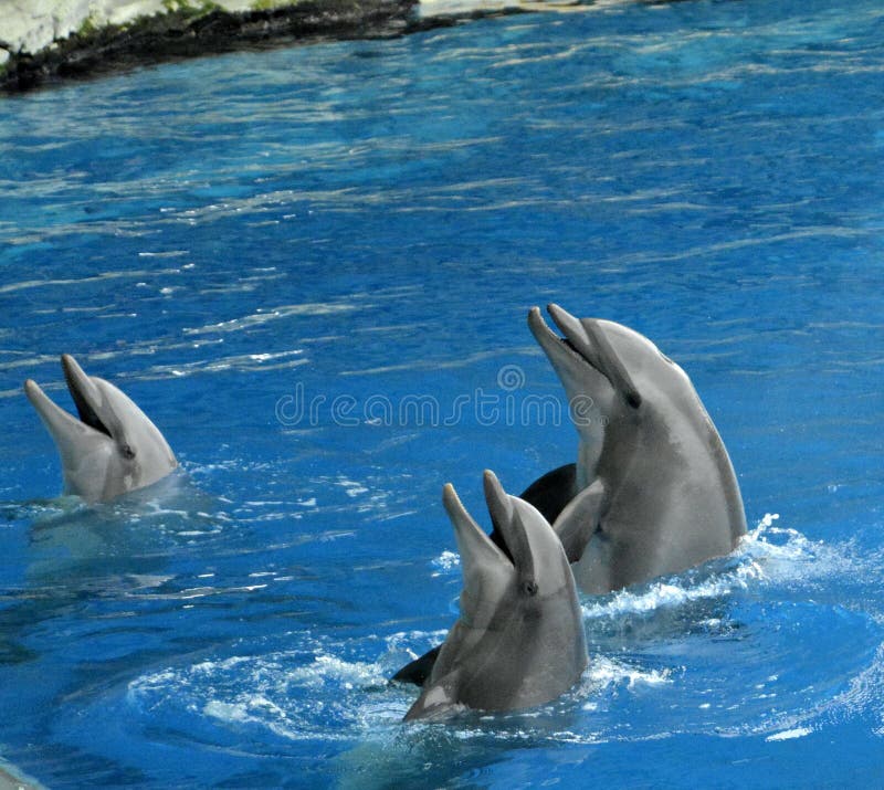 Three laughin dolphins stock photo. Image of feed, captive - 64038346